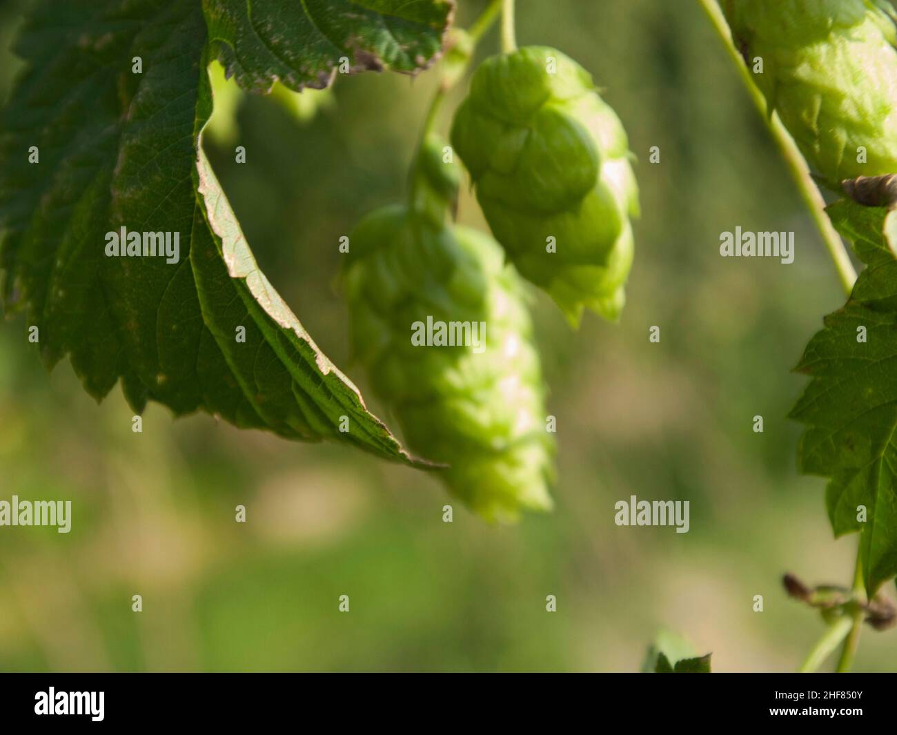 Hops, hop umbels, climbing plants, Hallertau Stock Photo - Alamy