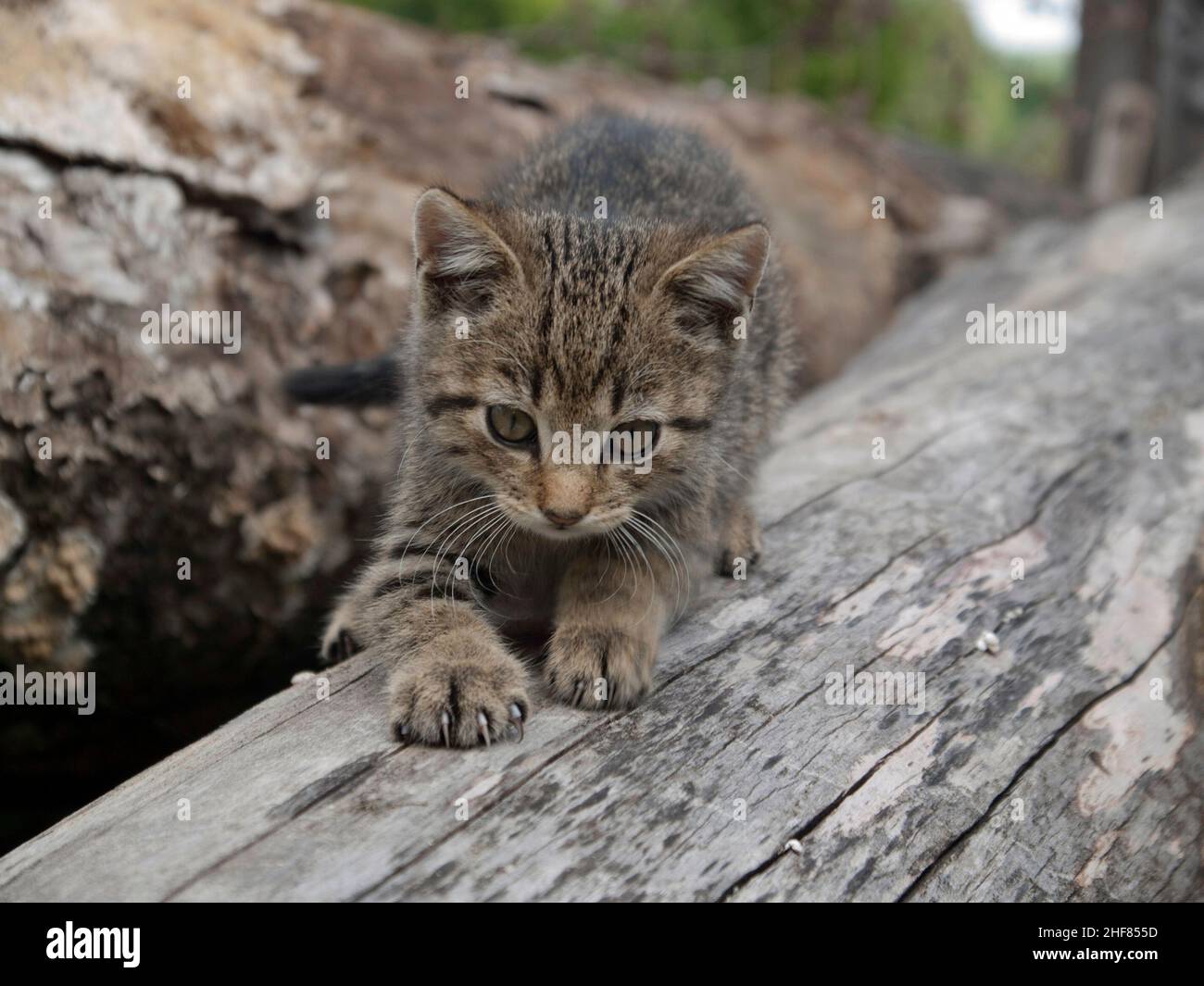 Tiger Scratch Tree High Resolution Stock Photography and Images - Alamy