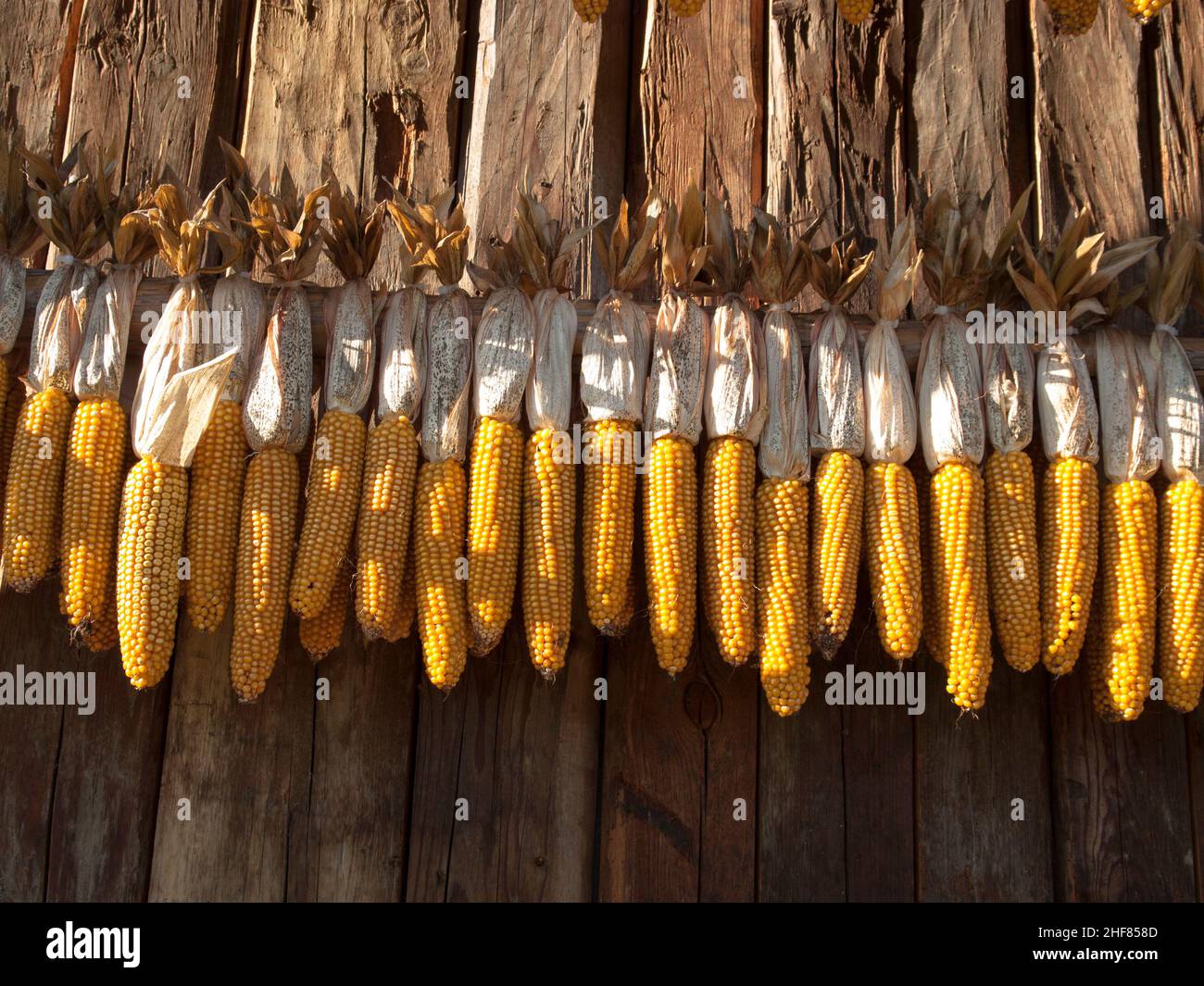 Corn, drying, harvest, wooden wall, corn on the cob Stock Photo - Alamy