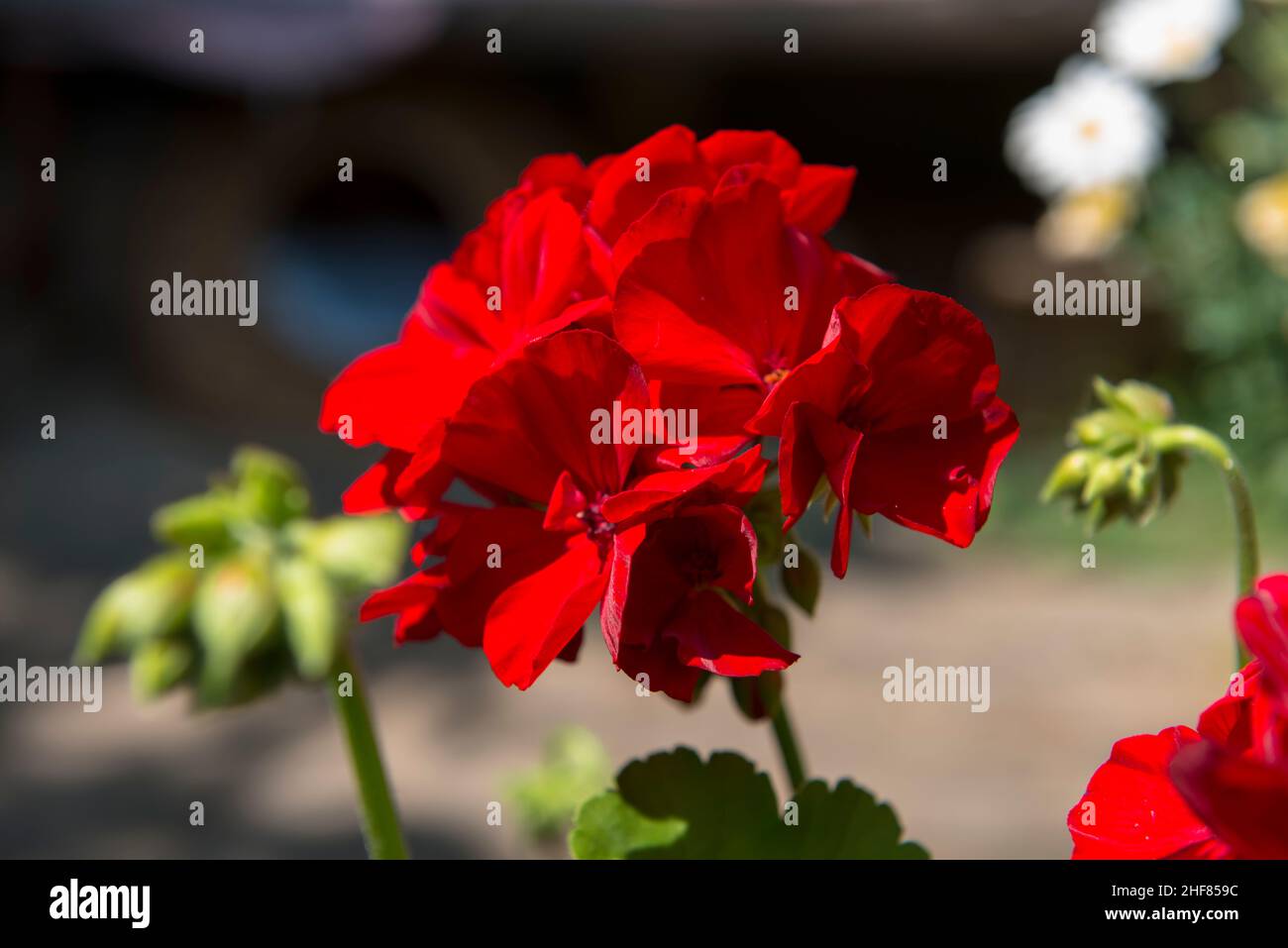Flower, red geranium, balcony, terrace Stock Photo - Alamy