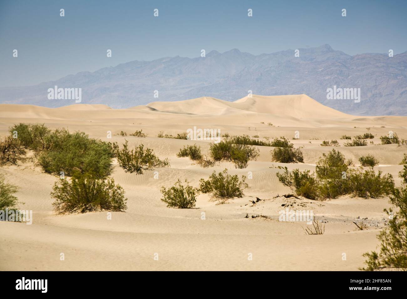 dried desert gras in Mesquite Flats Sand Dunes in the northern point of ...