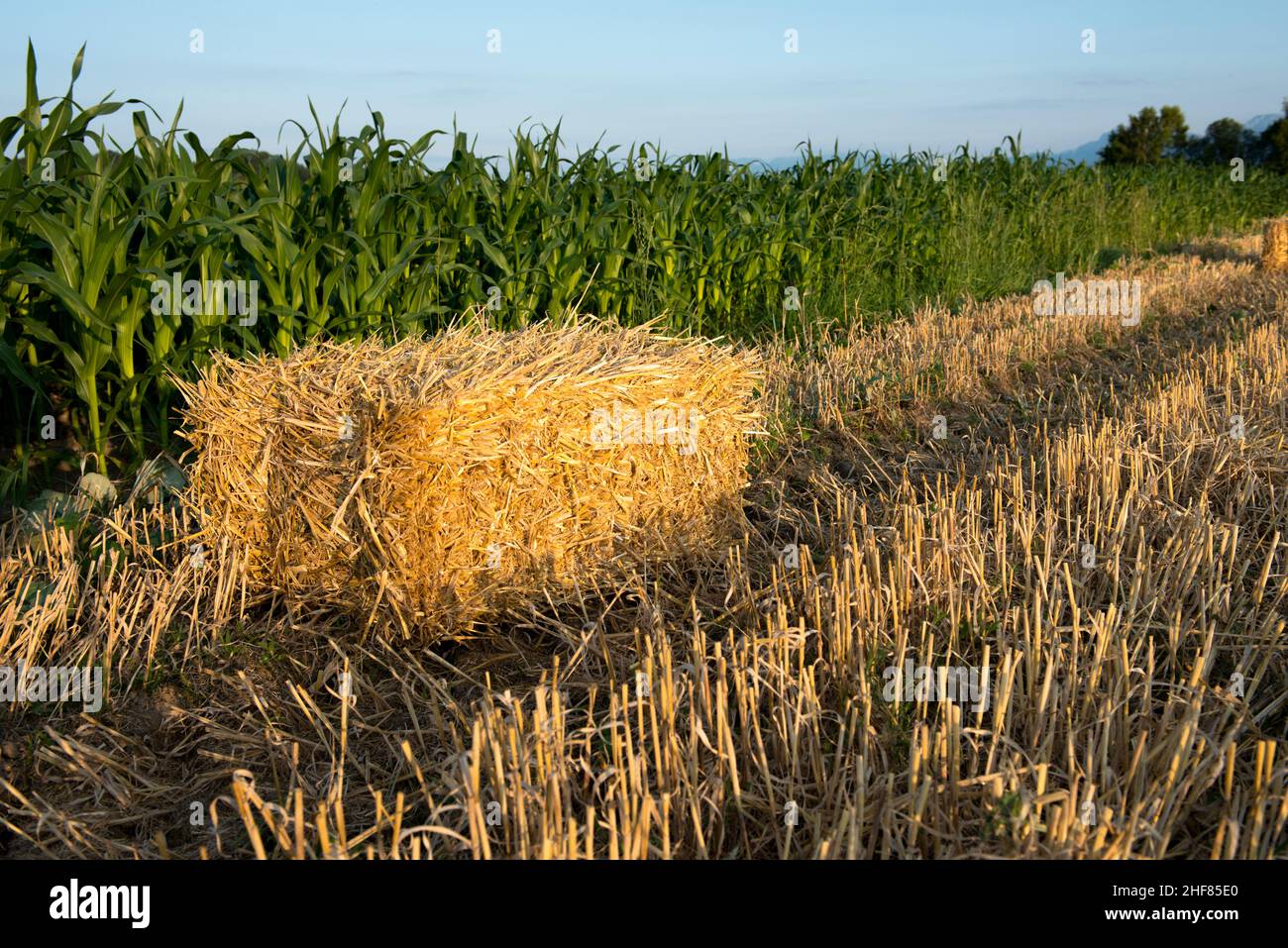 Cut straw field hi-res stock photography and images - Alamy