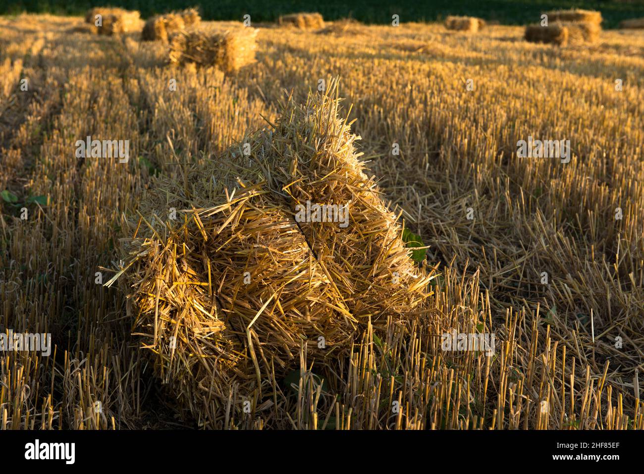 Cut straw field hi-res stock photography and images - Alamy