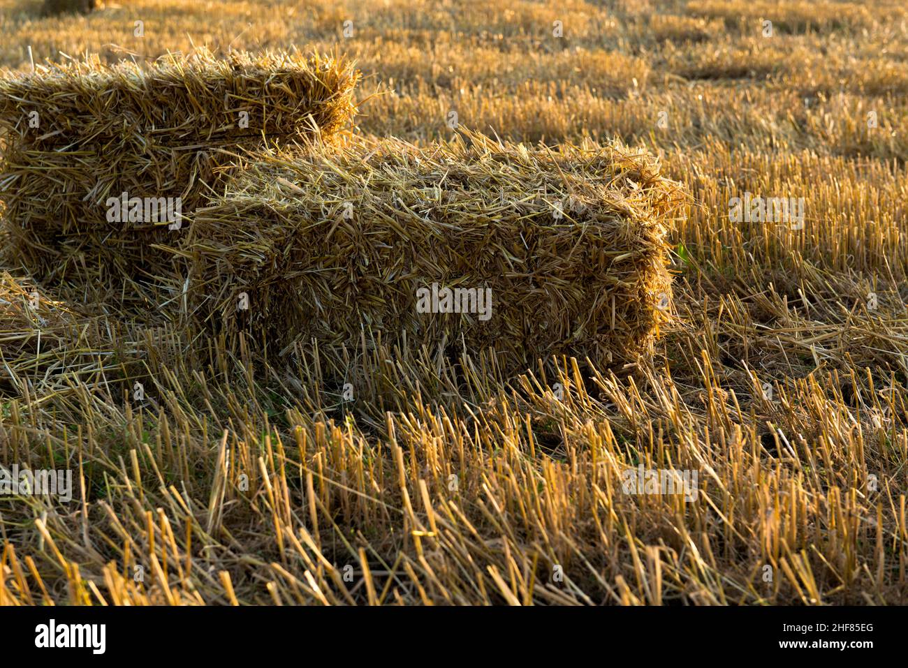 Straw field hi-res stock photography and images - Alamy