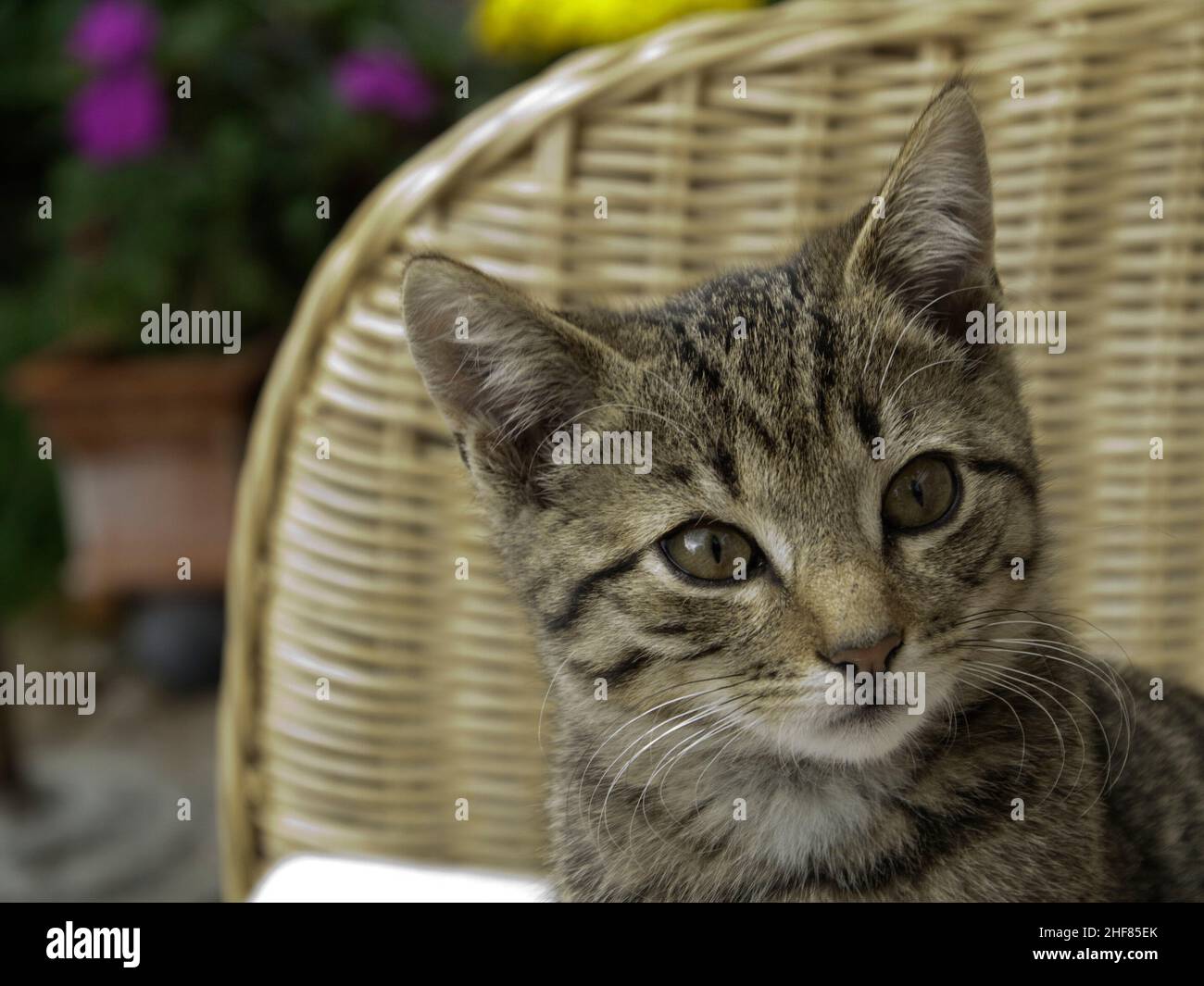 young tomcat, pet, outdoors Stock Photo - Alamy