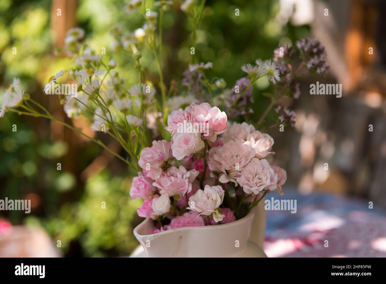 delicate rose-colored roses, old milk cans, country life Stock Photo ...