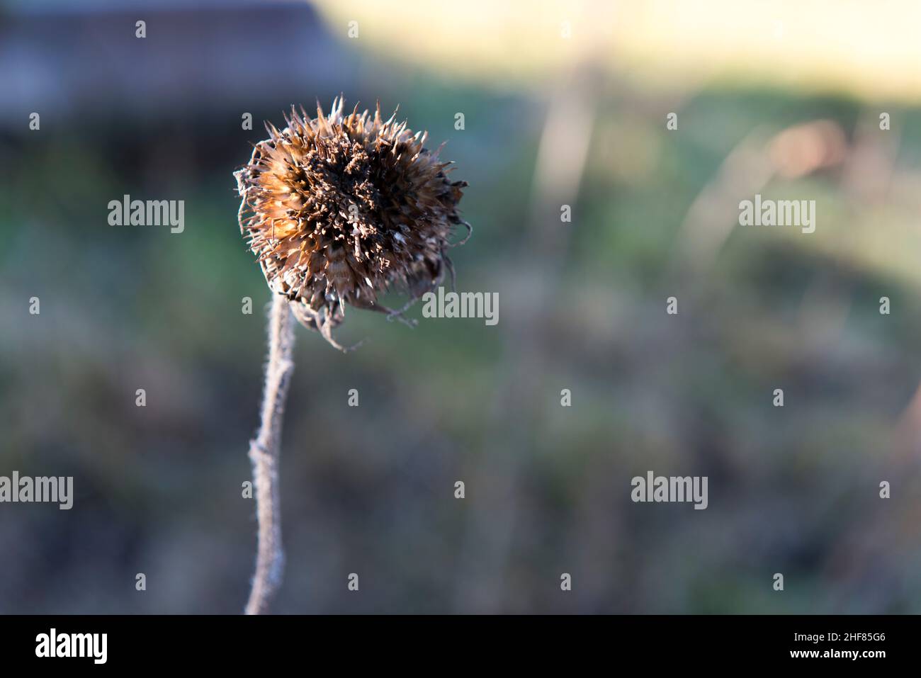 Winter, dry sunflower Stock Photo - Alamy