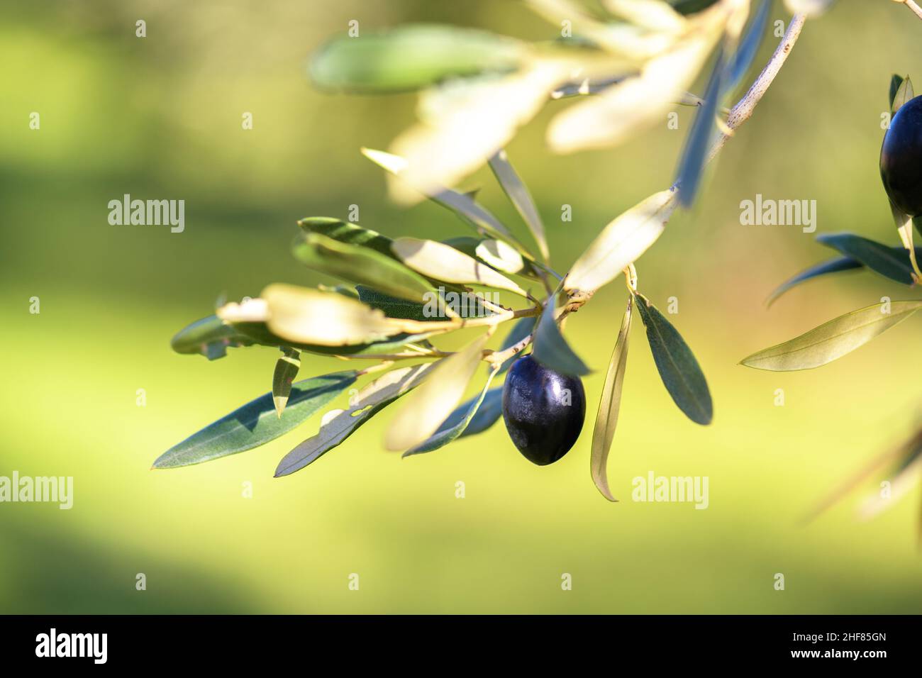 Olive bunch with black ripe olives in olive grove on a blurred ...