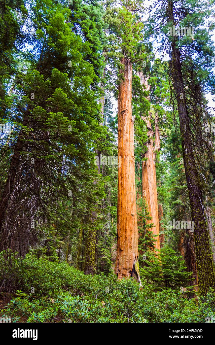tall and big sequoias in beautiful sequoia national park Stock Photo ...