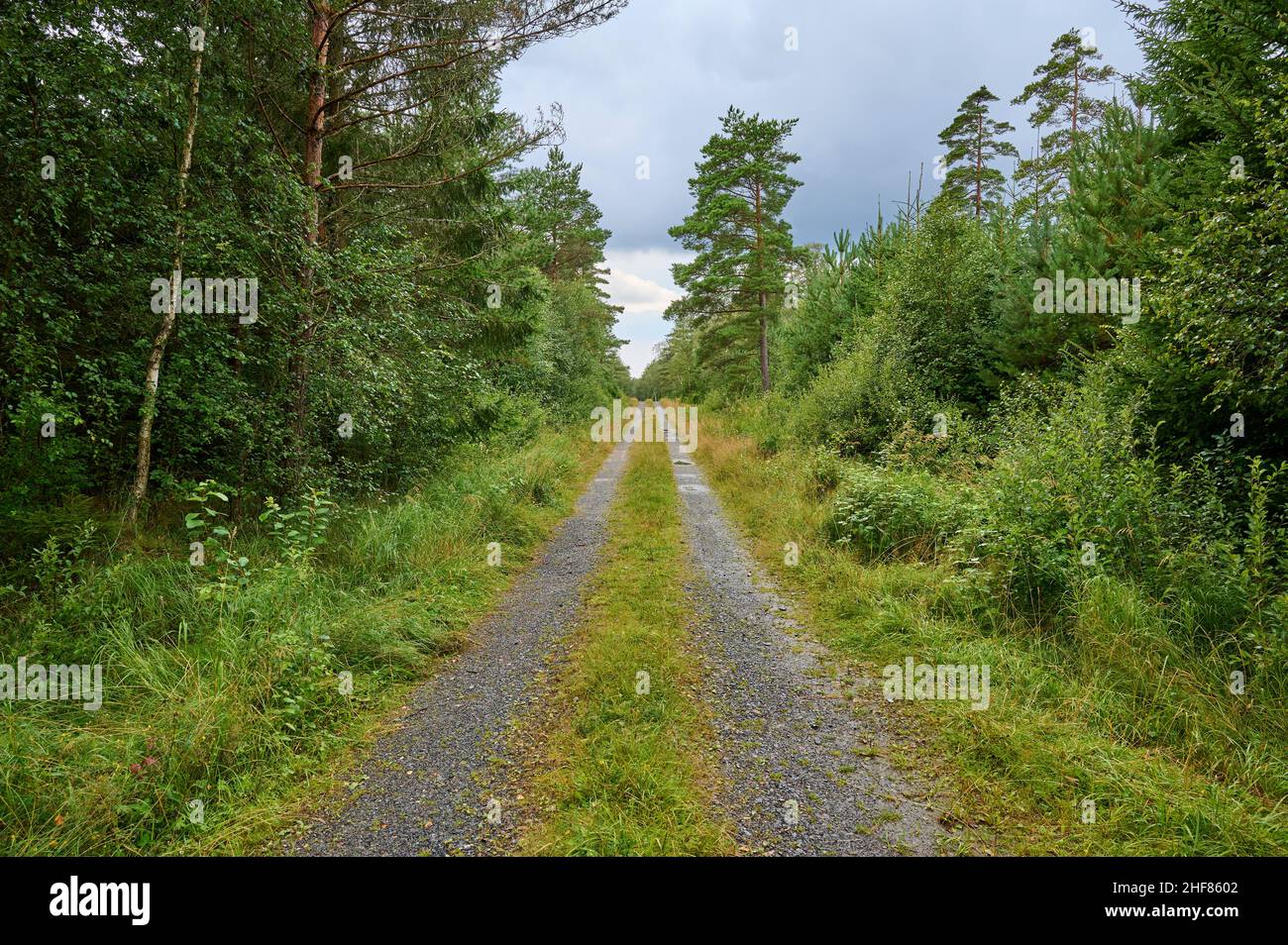 Forest path, summer, Hunneberg, Vargön, Västra Götalands län, Vastra ...