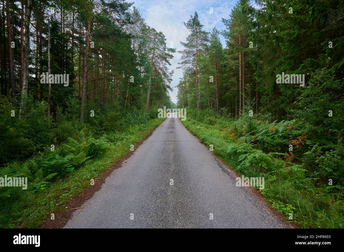 Road, forest, summer, Halleberg, Vargön, Västra Götalands län, Vastra ...