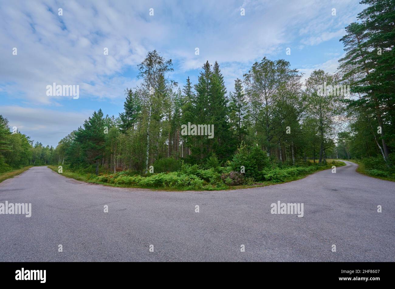 Fork forest path trees hi-res stock photography and images - Alamy
