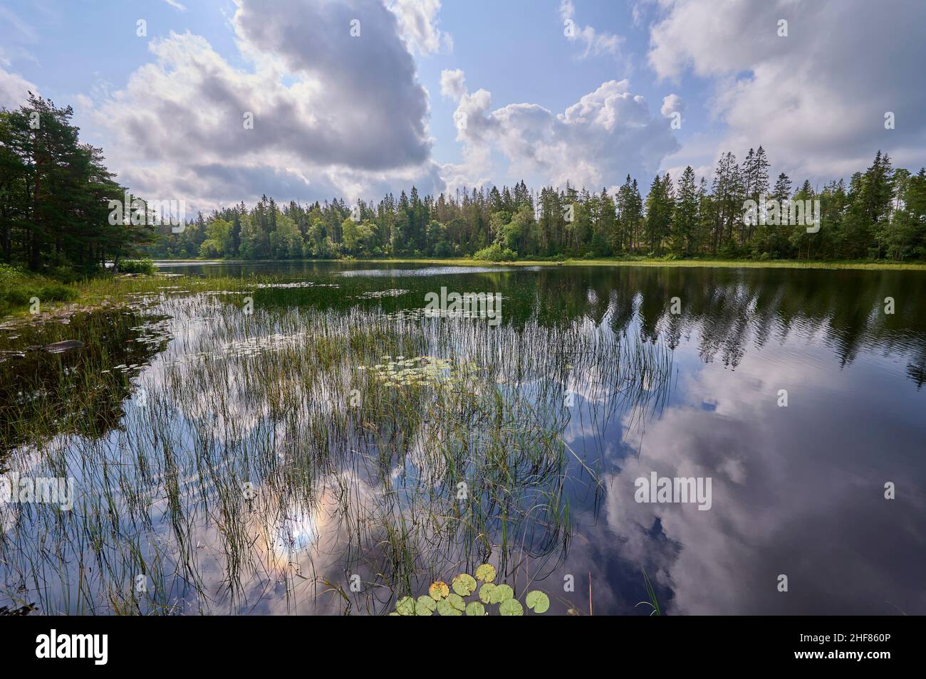 Lake, forest, clouds, sky, summer, Hallsjon, Halleberg, Vargön, Västra ...