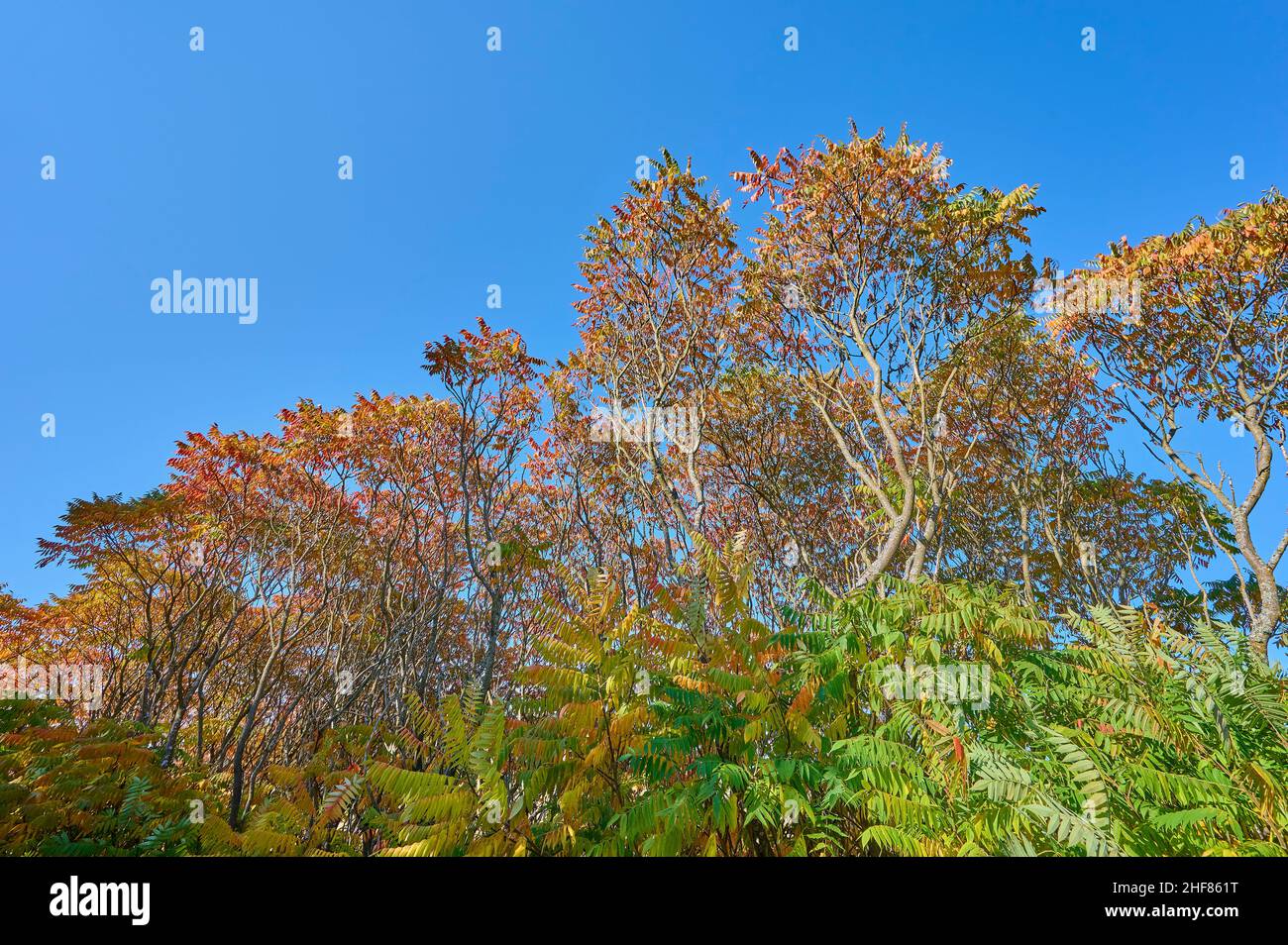 Vinegar tree, tree, Rhus typhina, leaves, autumn, Spessart, Bavaria ...