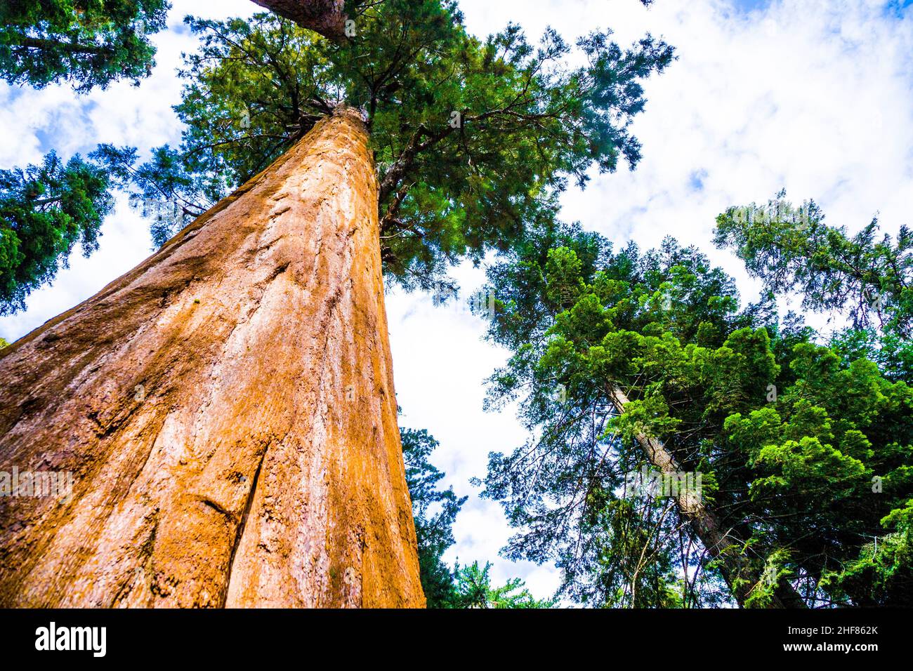 Sequoia national Park with old huge Sequoia trees like redwoods in ...