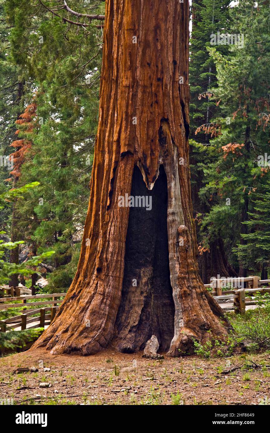 tall and big sequoias in beautiful sequoia national park Stock Photo ...