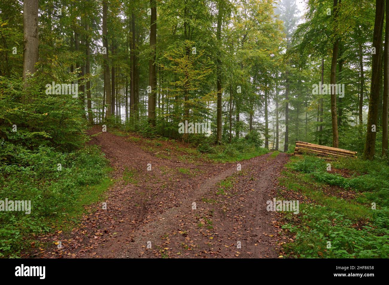Moist deciduous forests hi-res stock photography and images - Alamy