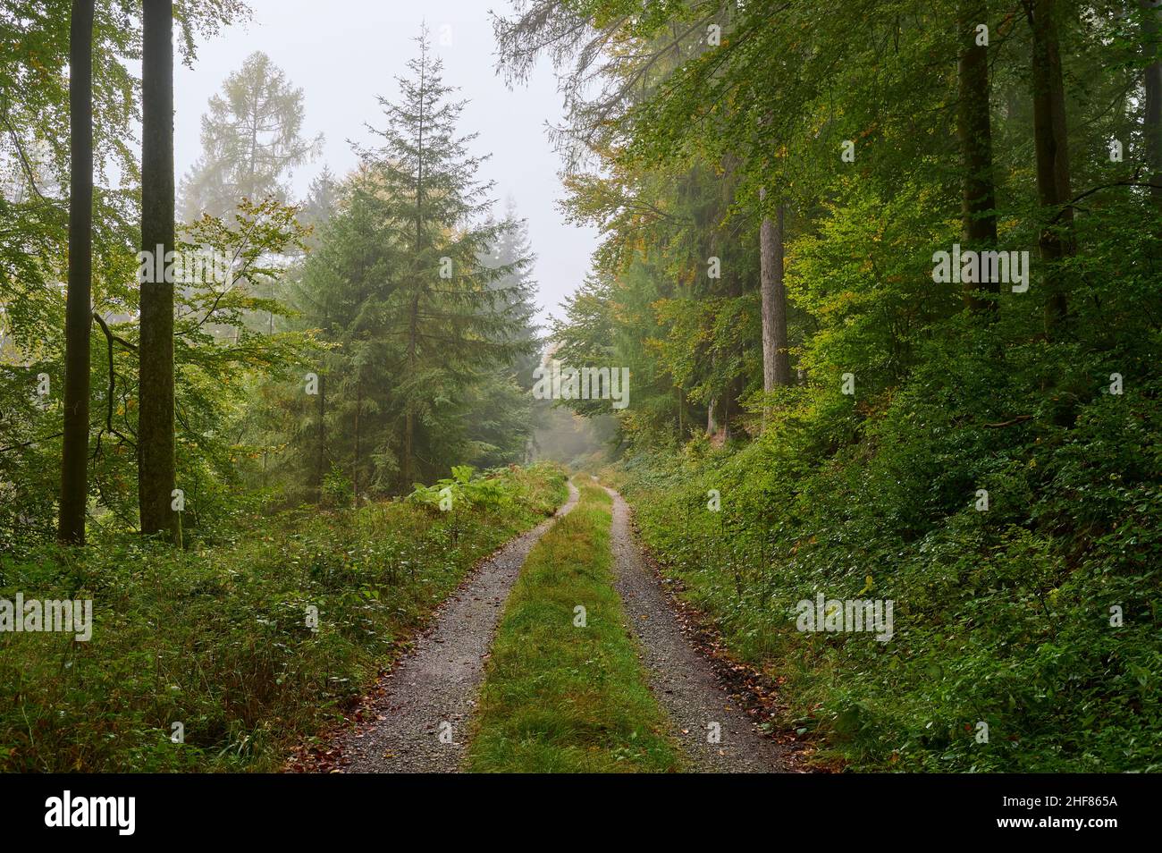 Path, deciduous forest, beech, oak, damp, fog, morning, Mönchberg ...