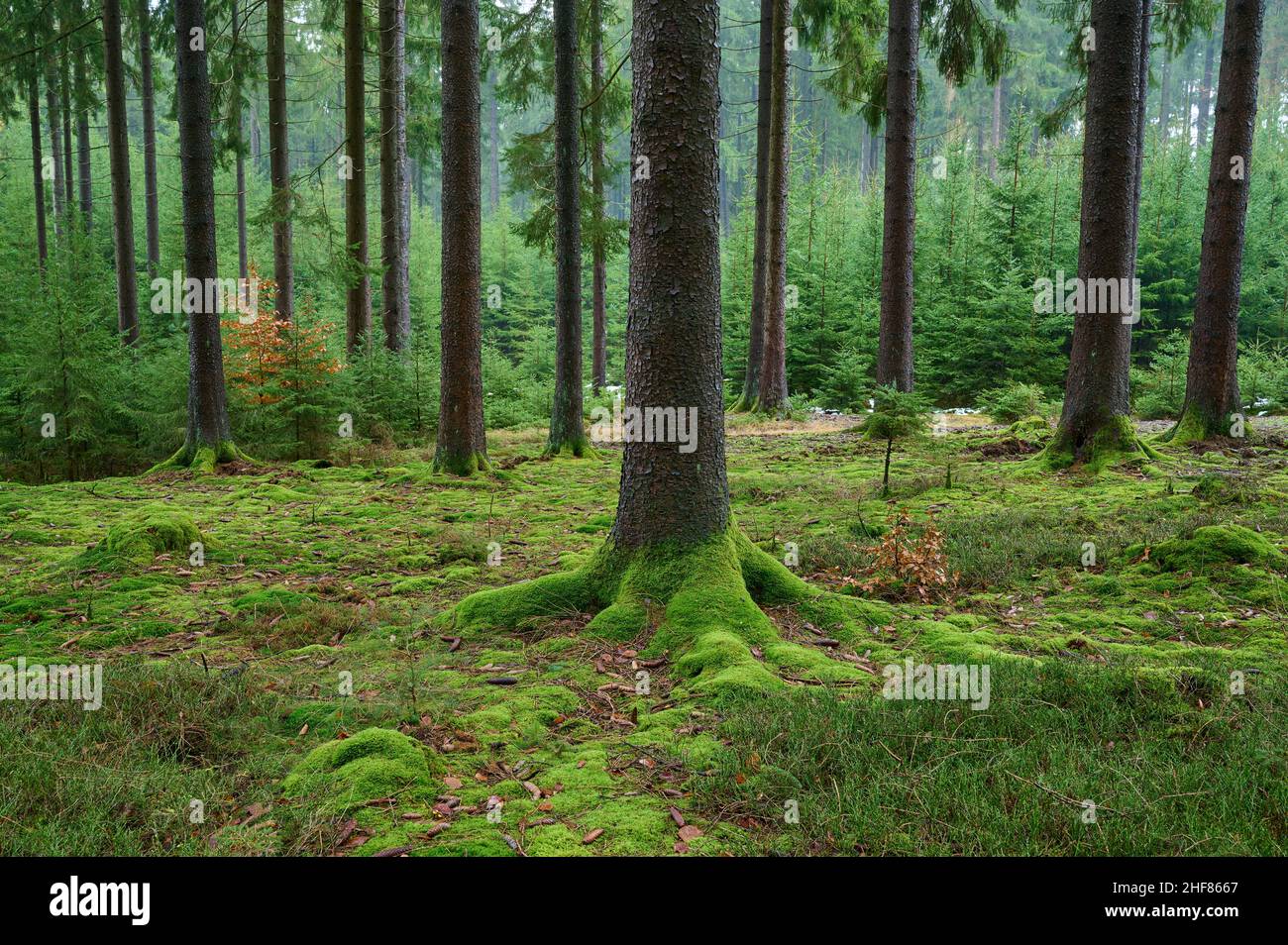 Moist coniferous forest hi-res stock photography and images - Alamy