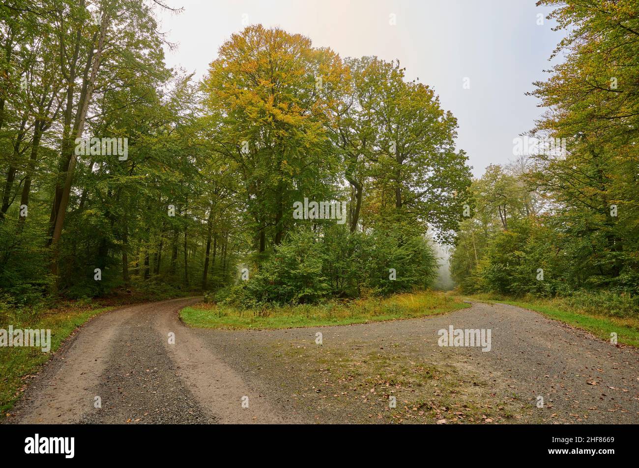 Path, fork, deciduous forest, beech, oak, damp, fog, morning, Mönchberg ...