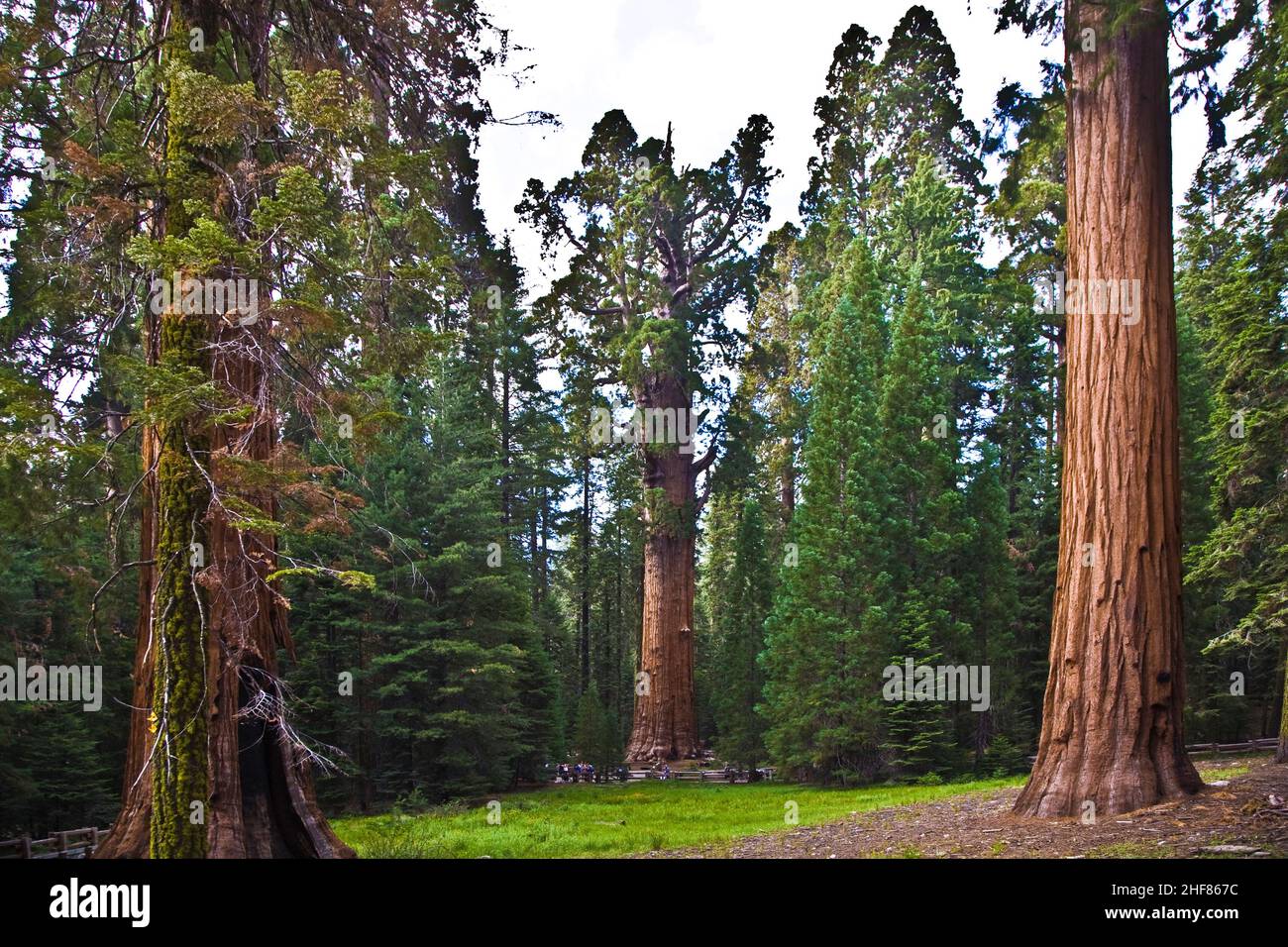 tall and big sequoias in beautiful sequoia national park Stock Photo ...
