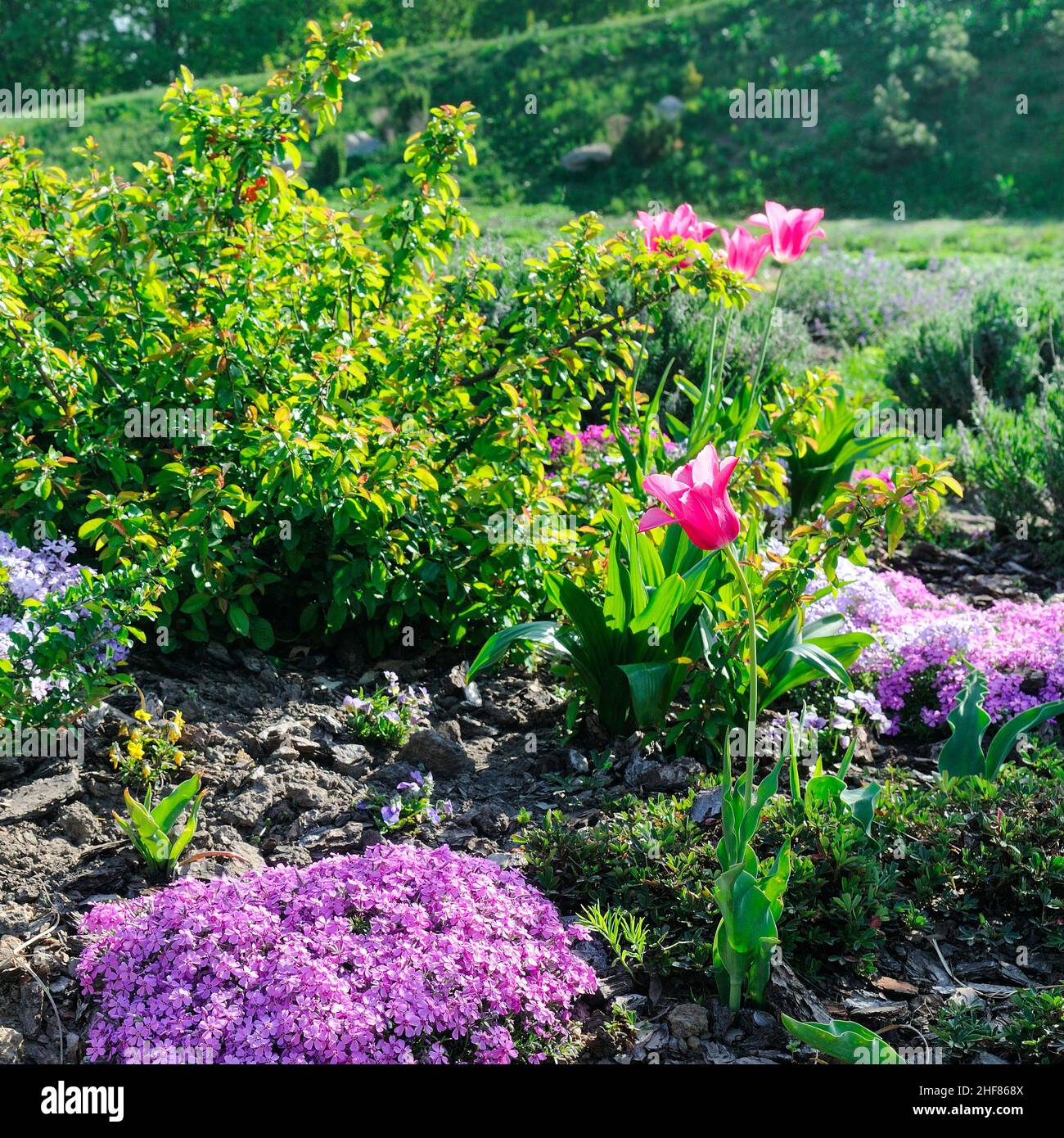 Beautiful flower bed with the first spring flowers. Bright sunlight ...