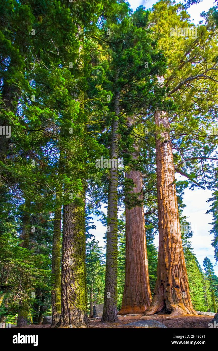 tall and big sequoias in beautiful sequoia national park Stock Photo ...