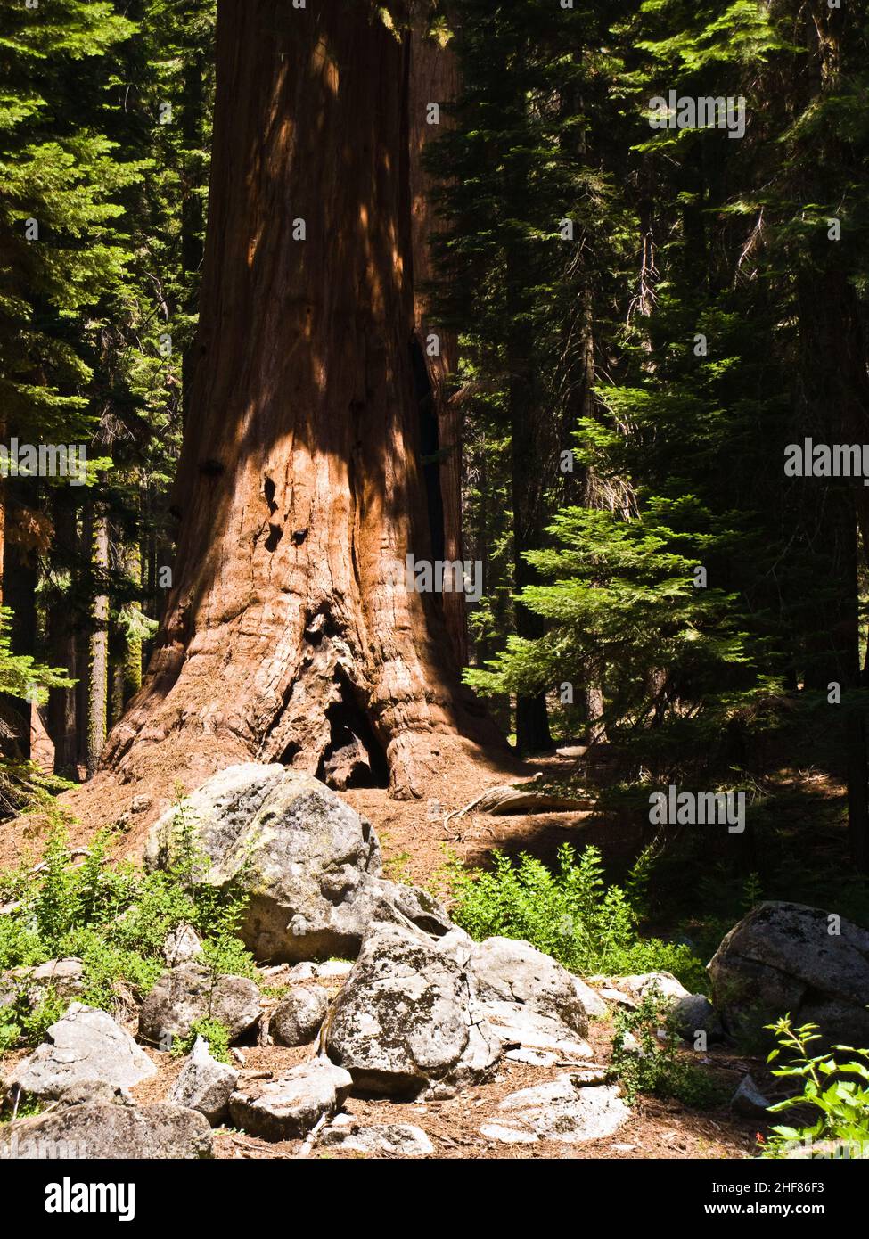 tall and big sequoias in beautiful sequoia national park Stock Photo ...