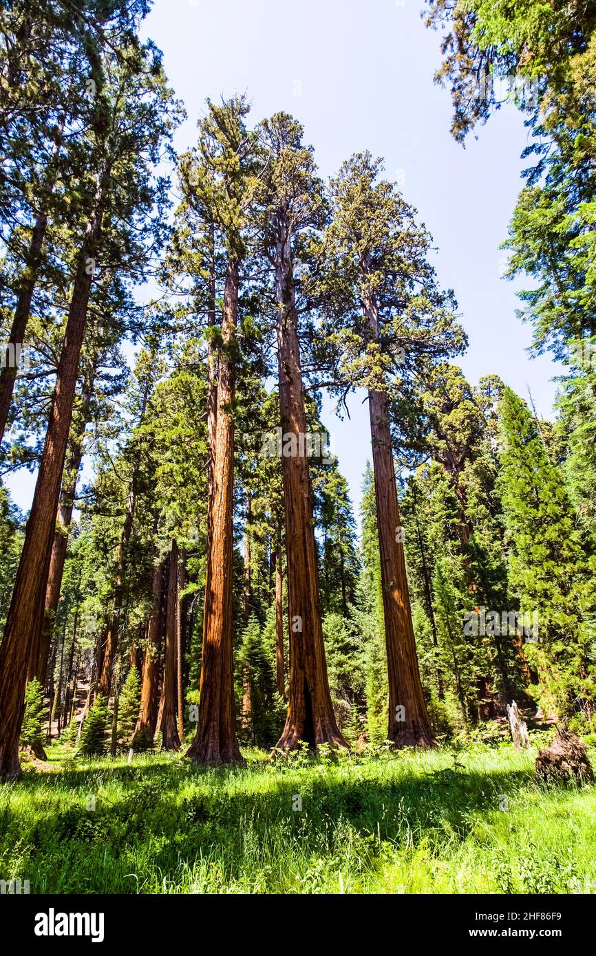 tall and big sequoias in beautiful sequoia national park Stock Photo ...