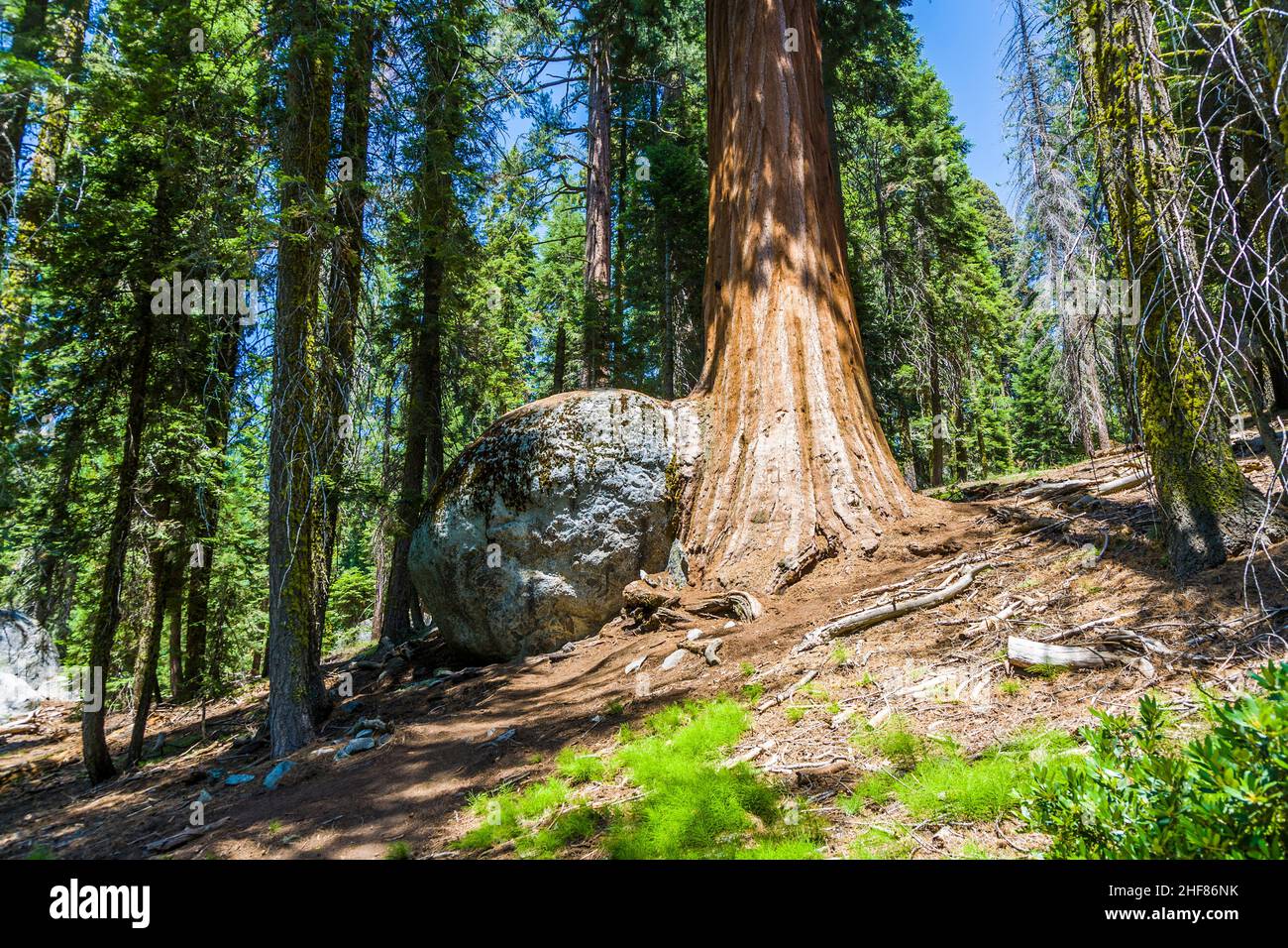 the famous big sequoia trees are standing in Sequoia National Park ...