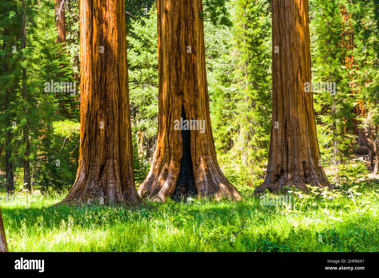 the famous big sequoia trees are standing in Sequoia National Park ...
