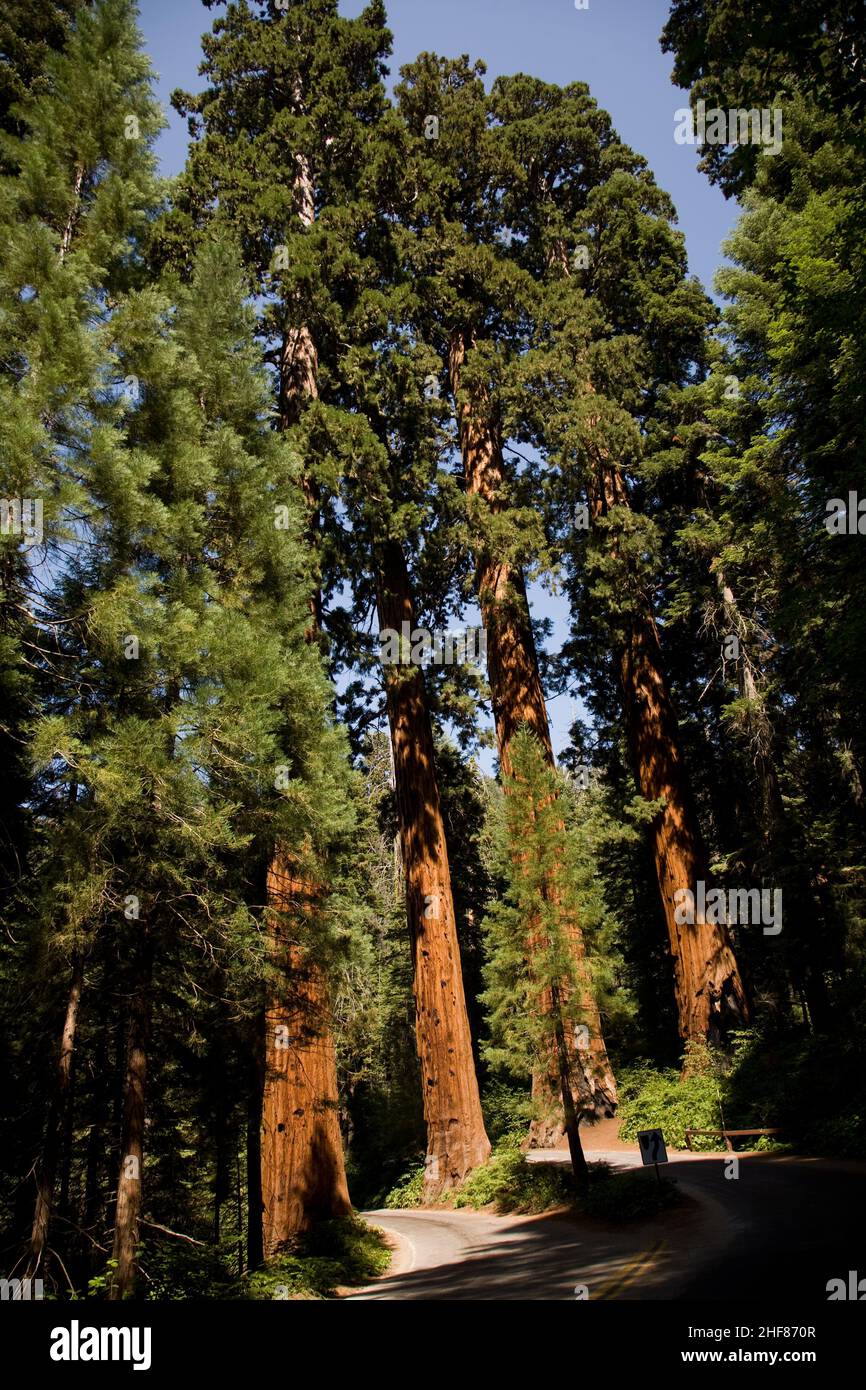 the famous big sequoia trees are standing in Sequoia National Park ...
