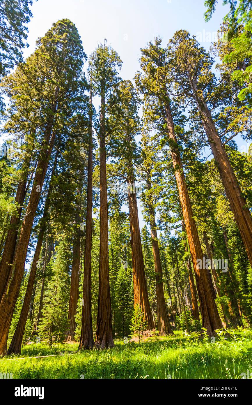 tall and big sequoias in beautiful sequoia national park Stock Photo ...