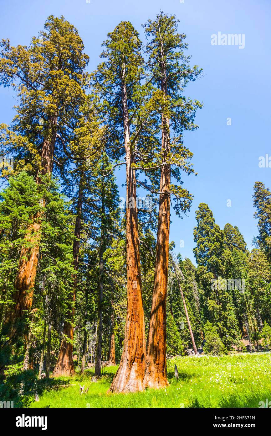 the famous big sequoia trees are standing in Sequoia National Park ...