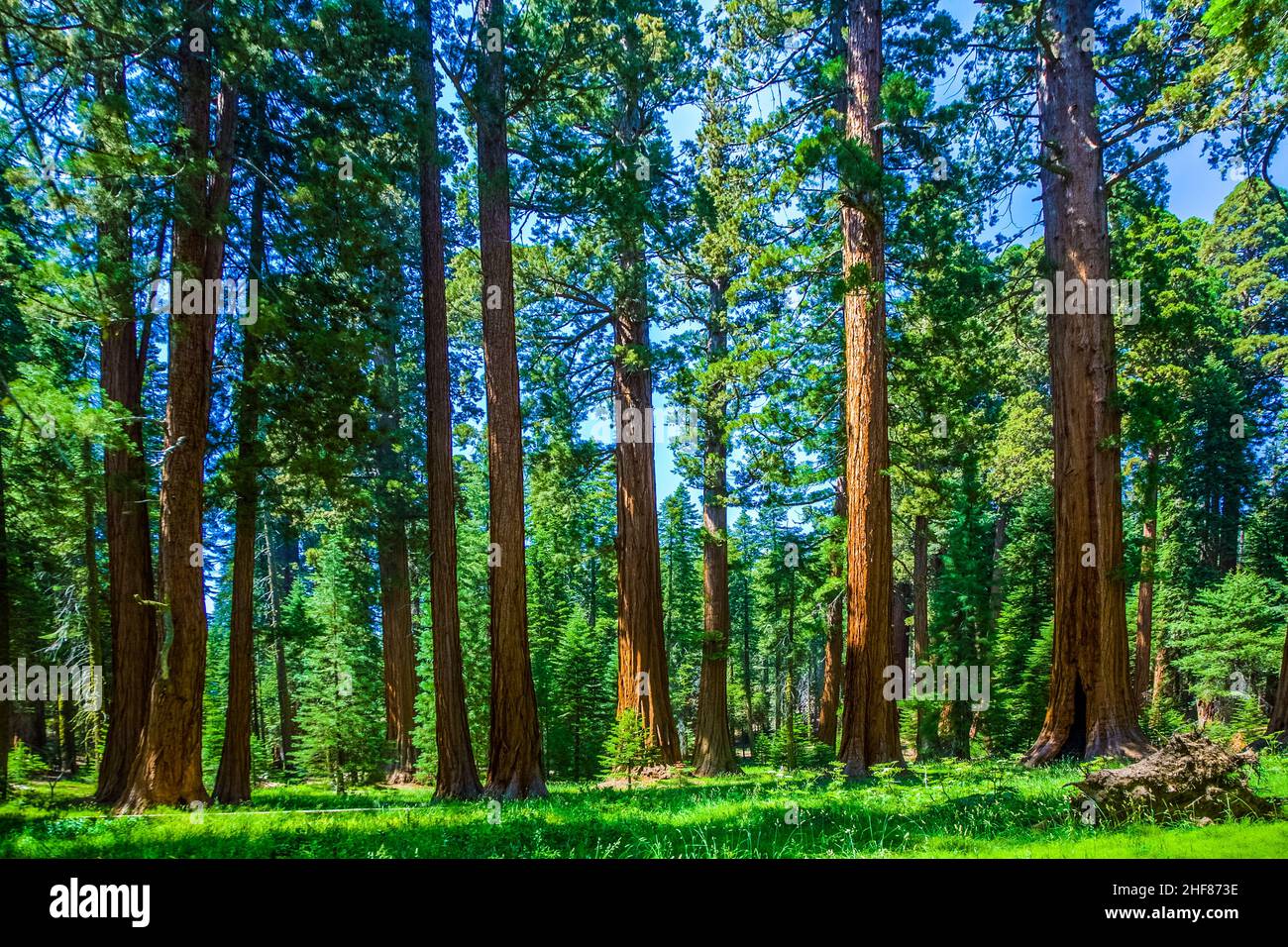 the famous big sequoia trees are standing in Sequoia National Park ...