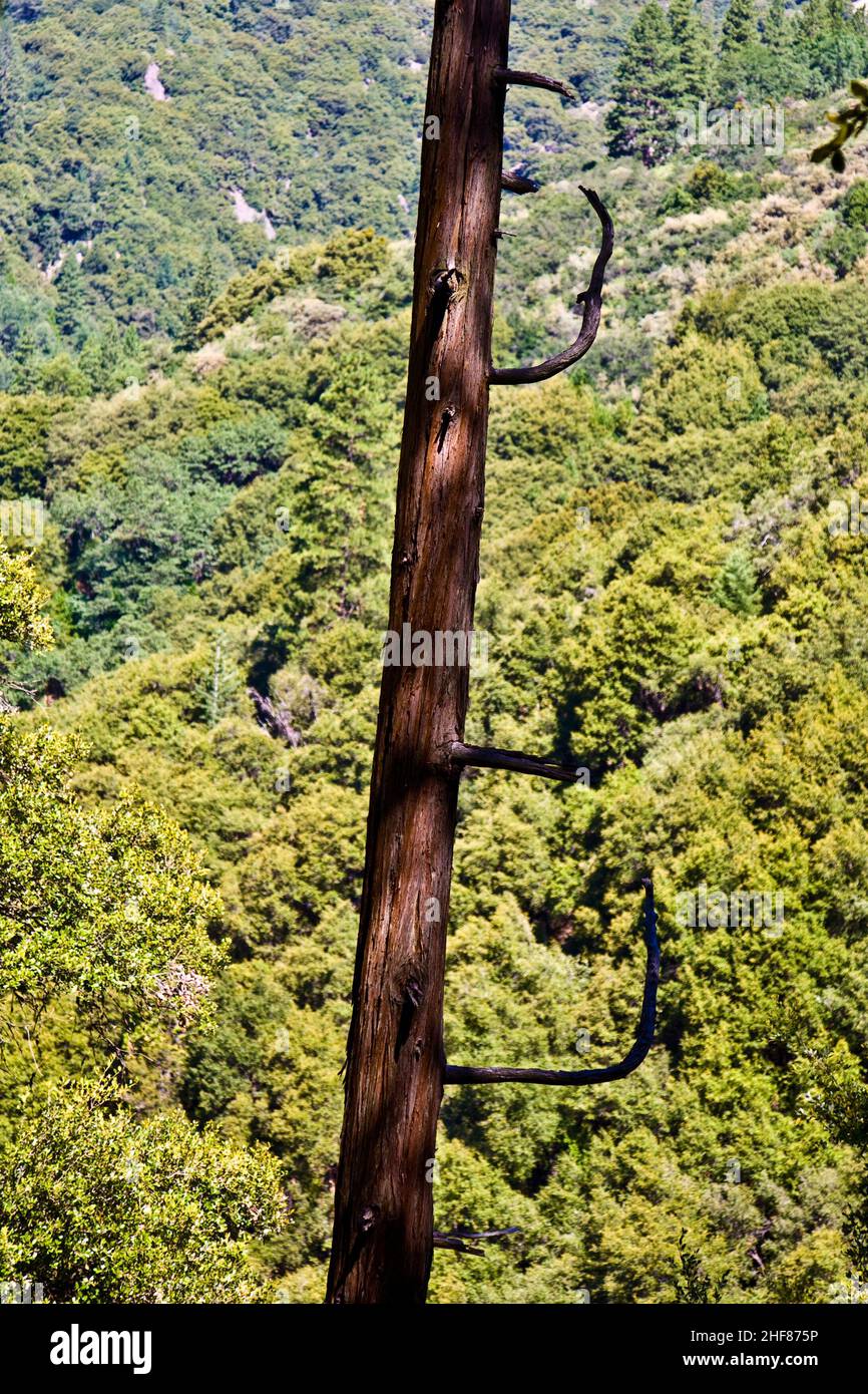 the famous big sequoia trees are standing in Sequoia National Park ...