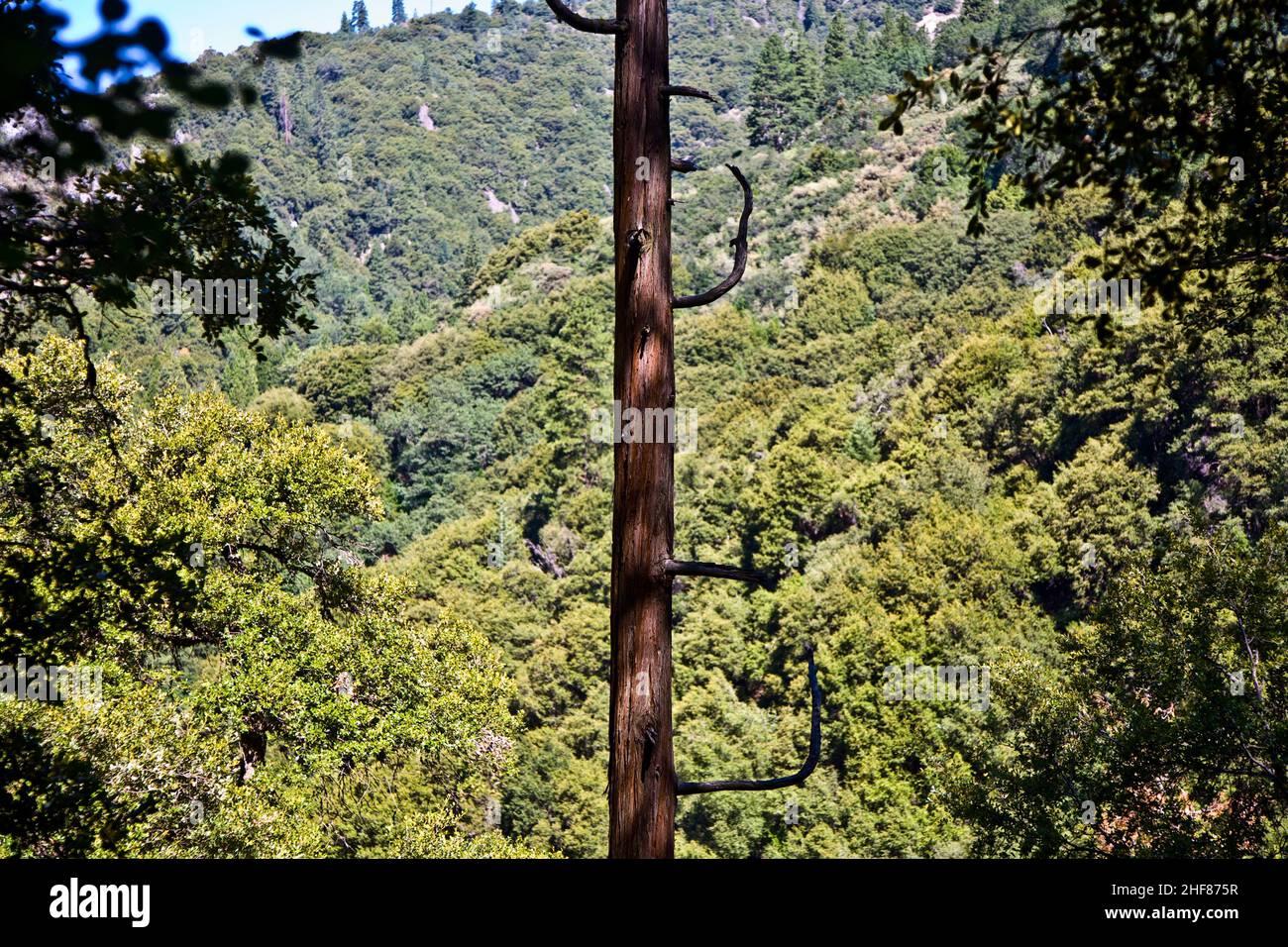 the famous big sequoia trees are standing in Sequoia National Park ...