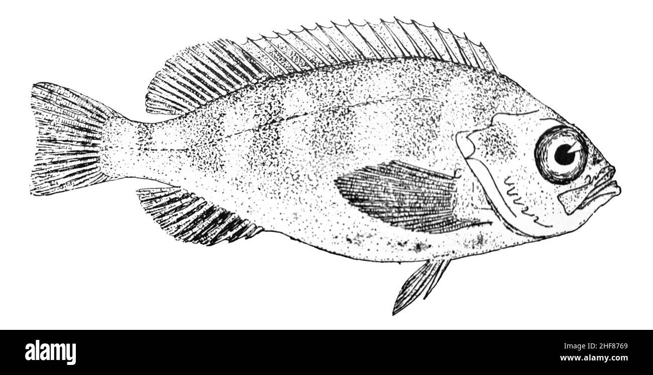 Sebastes viviparus Kr Stock Photo - Alamy