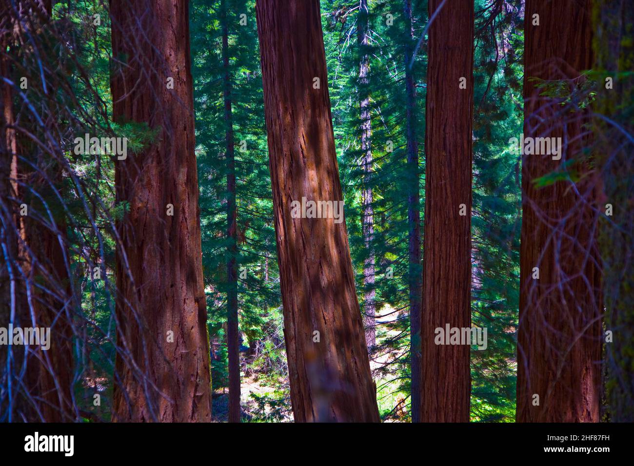 the famous big sequoia trees are standing in Sequoia National Park ...