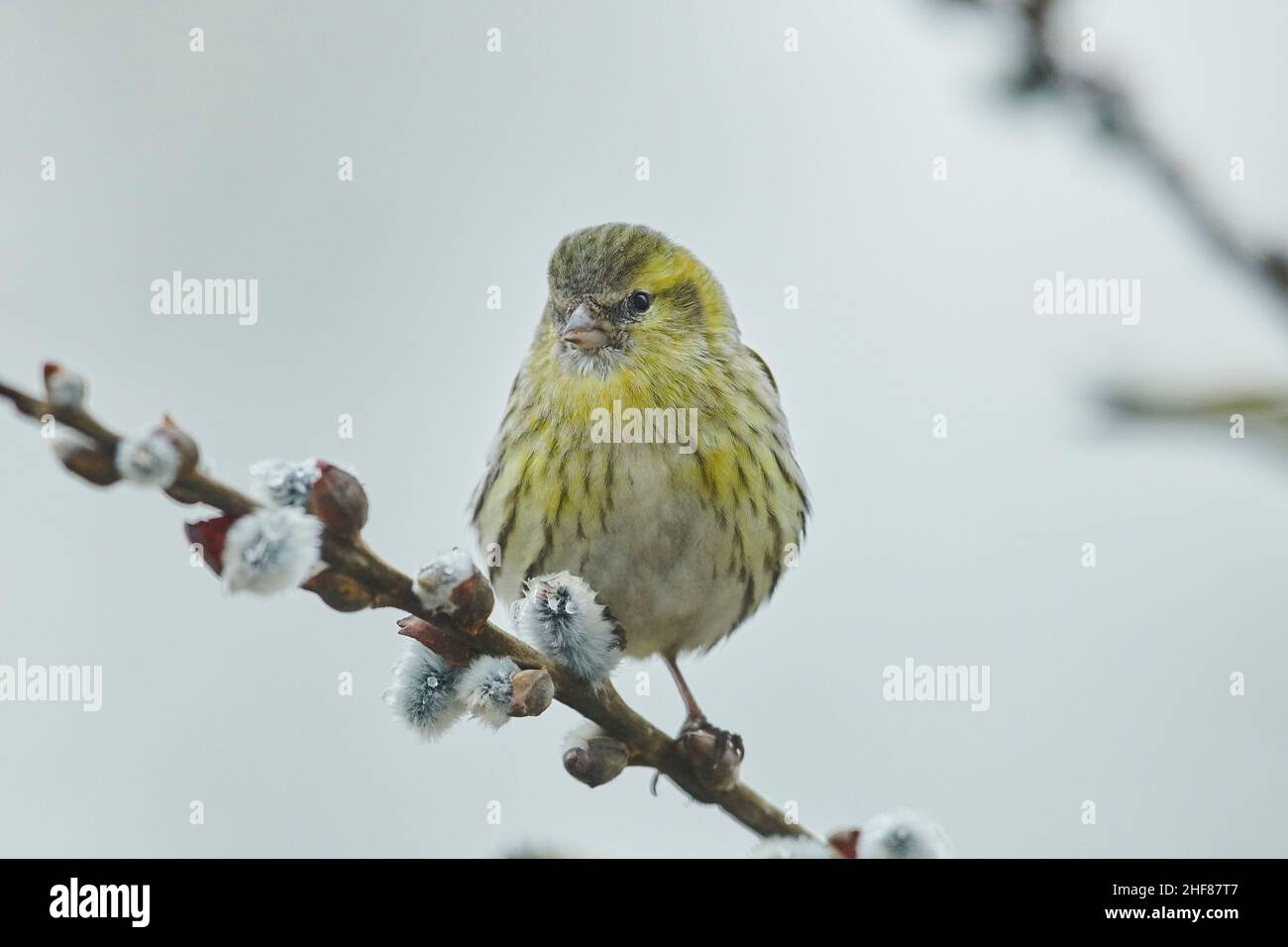 Siskin (Spinus spinus) sitting on a branch, Bavaria, Germany Stock ...