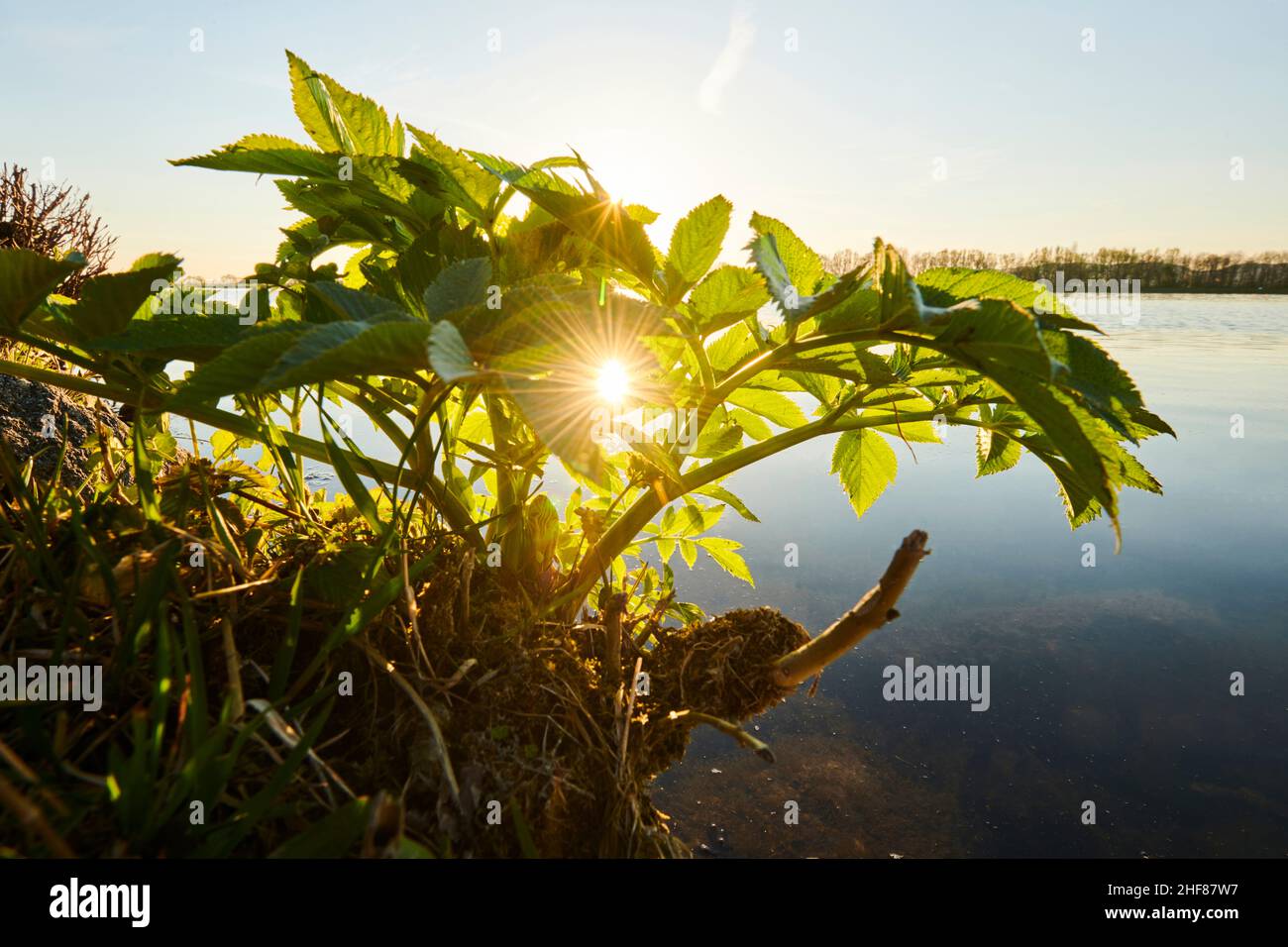 Angelica (Angelica archangelica), young plant, bank, Danube, Bavaria ...