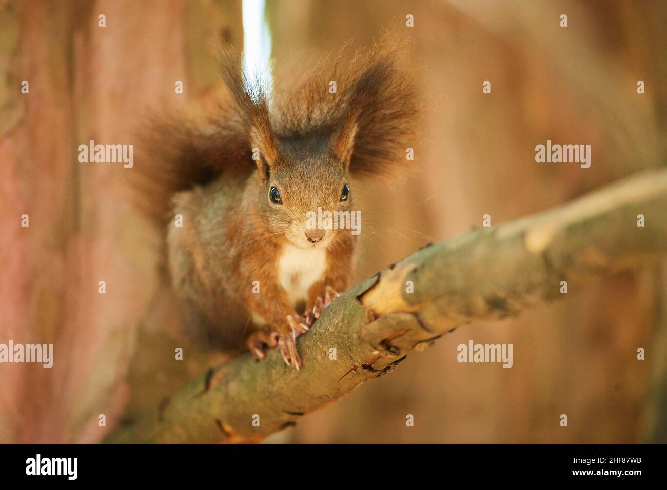 Eurasian red squirrel (Sciurus vulgaris), forest floor, sideways ...