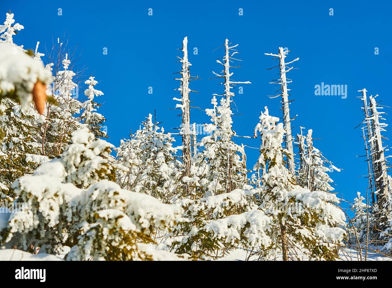 Spruce trees (Picea abies) on Mount Lusen in winter, Bavarian Forest ...