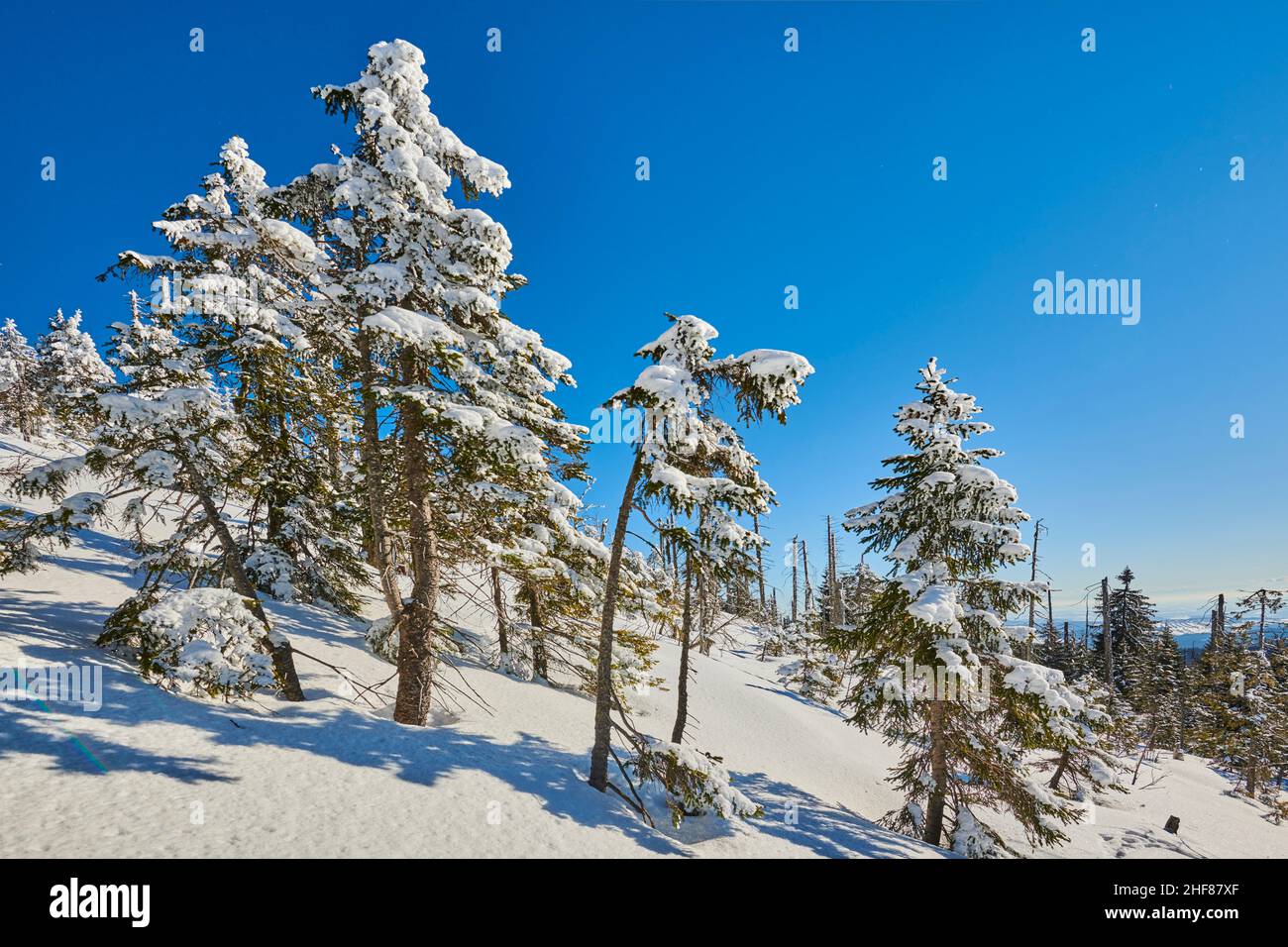 Spruce trees (Picea abies) on Mount Lusen in winter, Bavarian Forest ...