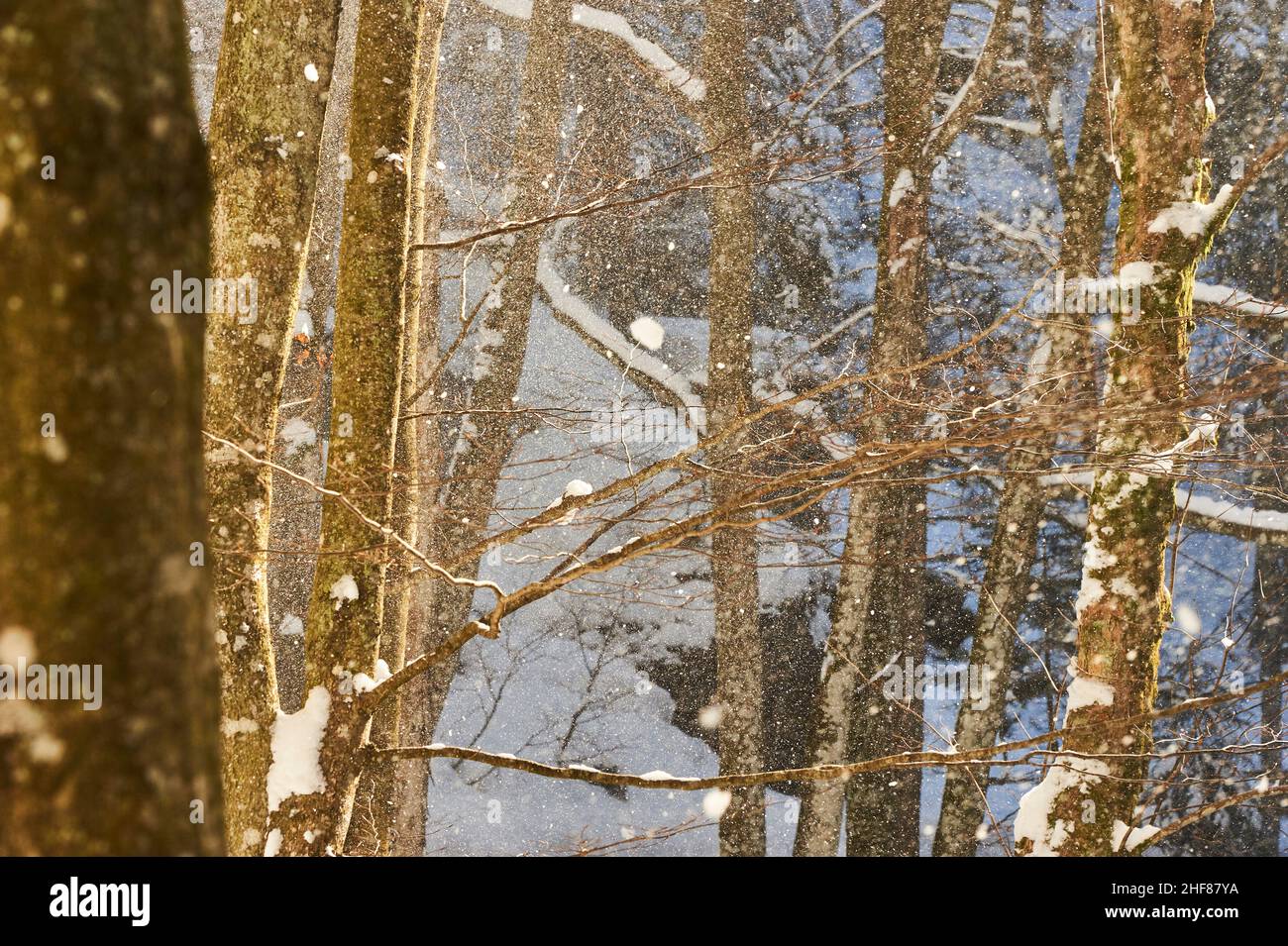 Snow falls from the tree in the backlight, European beech forest (Fagus ...