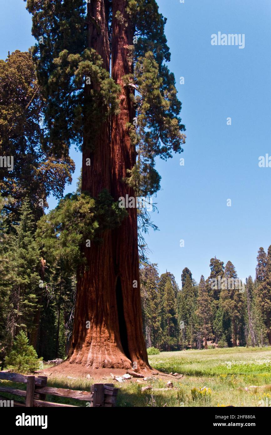 the famous big sequoia trees are standing in Sequoia National Park ...