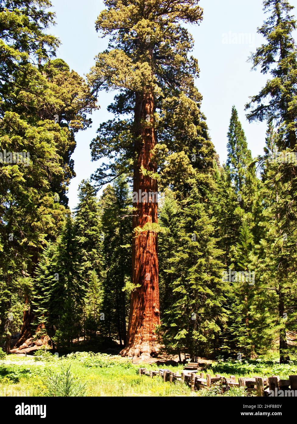 Sequoia national Park with old huge Sequoia trees like redwoods in ...
