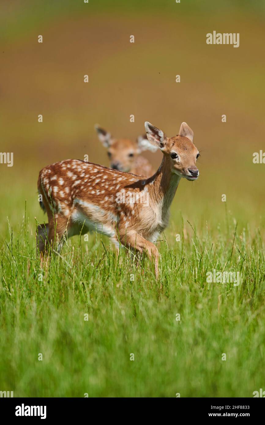 Fallow deer (Dama dama), calf, clearing, meadow, stand, gaze camera ...