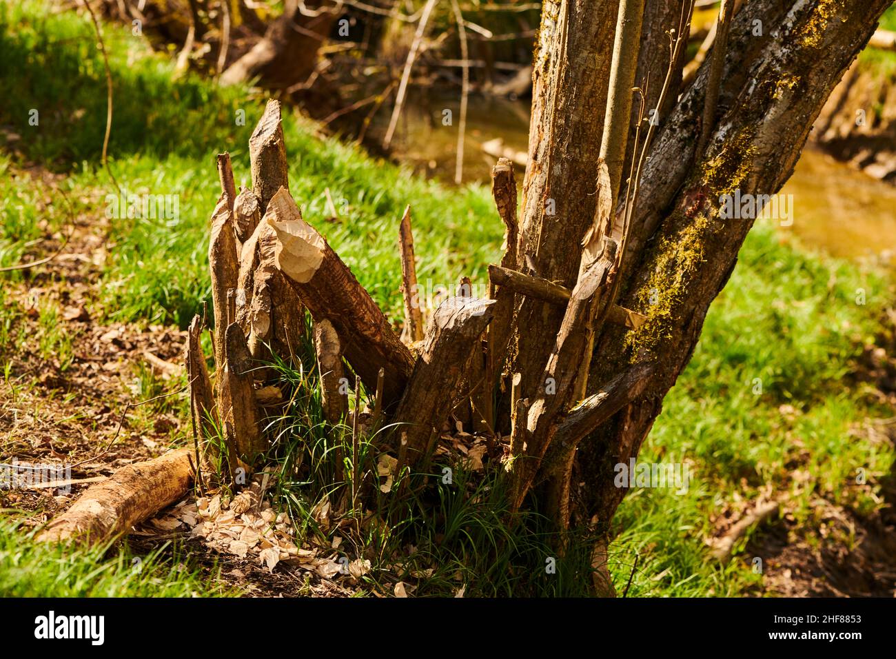 Beaver damage, felled tree trunk, Bavaria, Germany Stock Photo - Alamy