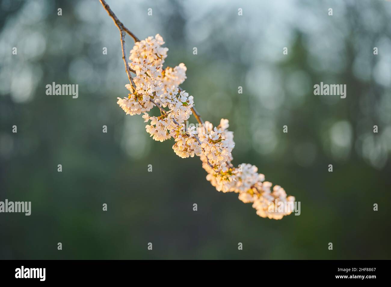 Sour cherry flowering prunus cerasus hi-res stock photography and ...